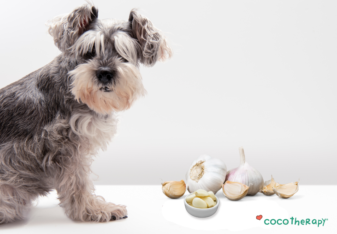 Can Dogs Eat Garlic? Here's the Surprising Truth