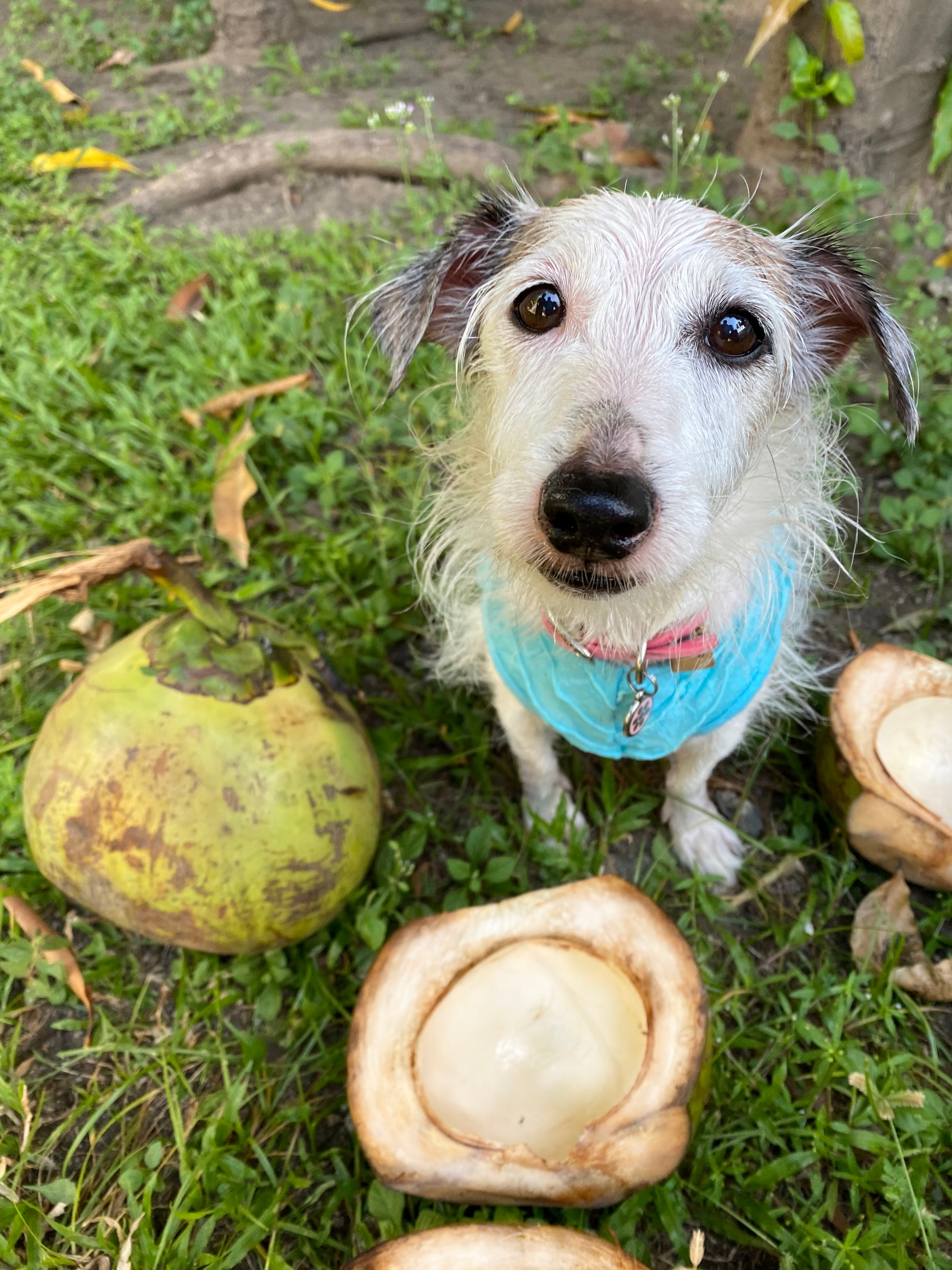 Best of the CocoTherapy Blog 2020 | Coconut Oil For Dogs